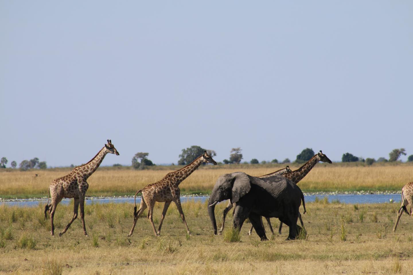 Elephant with Giraffes [IMAGE] | EurekAlert! Science News Releases