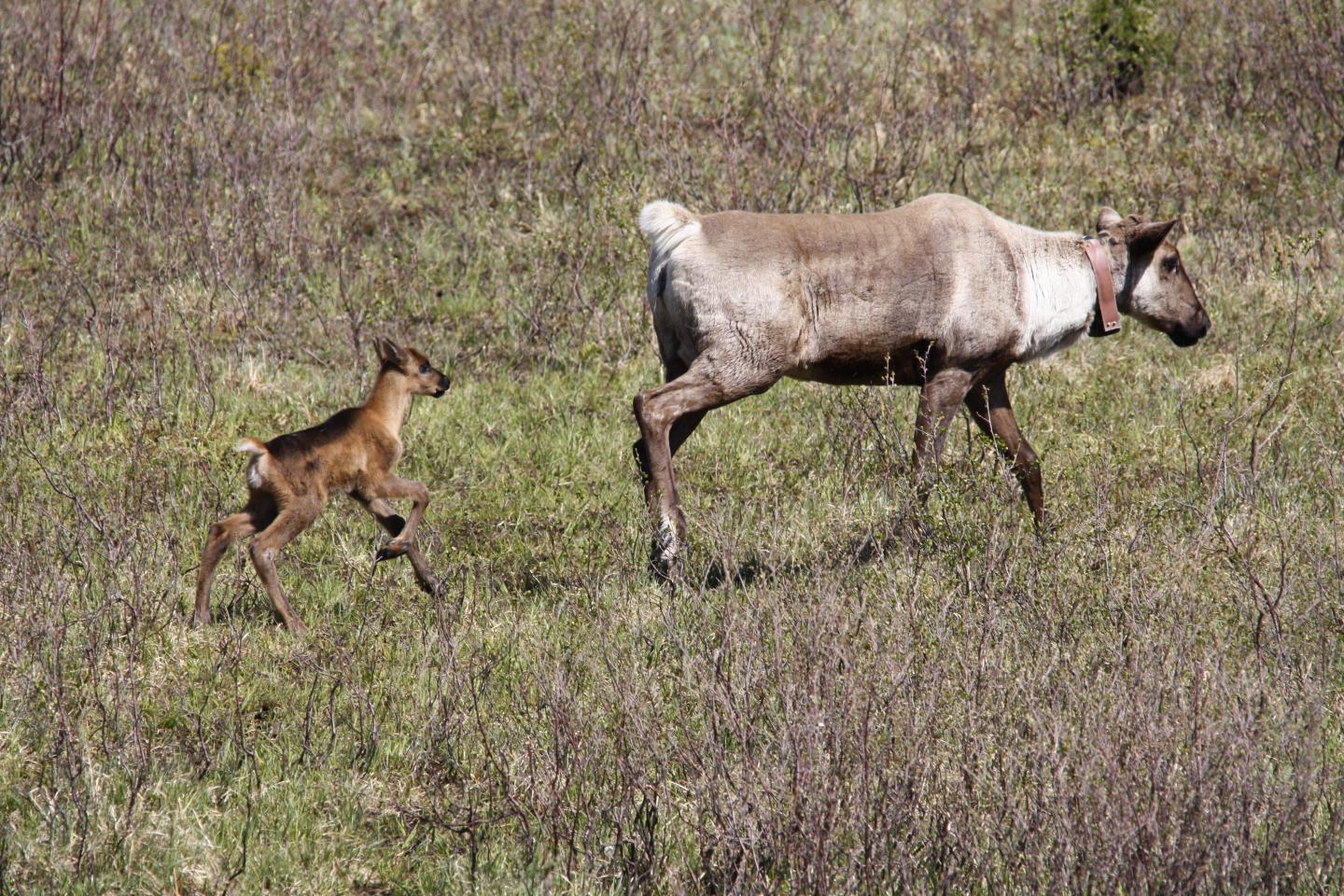 Woodland caribou, wolves, and adaptive manage | EurekAlert!