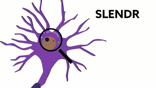 The new SLENDR technique: Protein labeling in | EurekAlert!