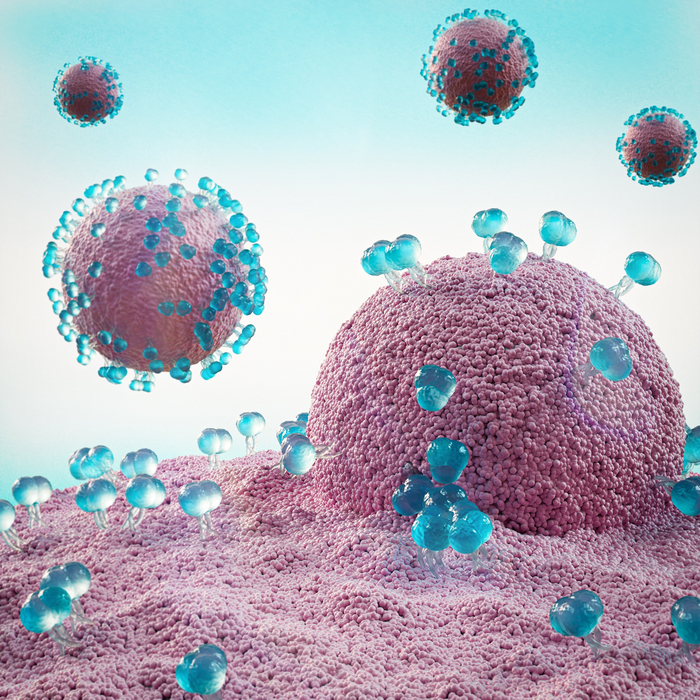 Coronavirus replication [IMAGE] | EurekAlert! Science News Releases