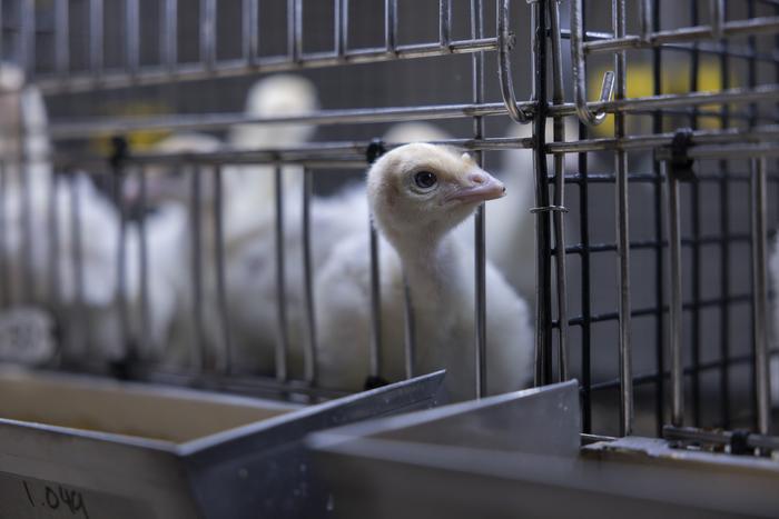 Turkey poult [IMAGE] | EurekAlert! Science News Releases