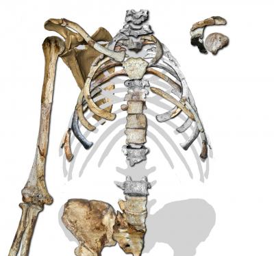 Human Evolution Takes a Twist [IMAGE] | EurekAlert! Science News Releases