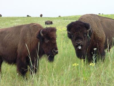 Bellowing Bison (1 of 2) [IMAGE] | EurekAlert! Science News Releases