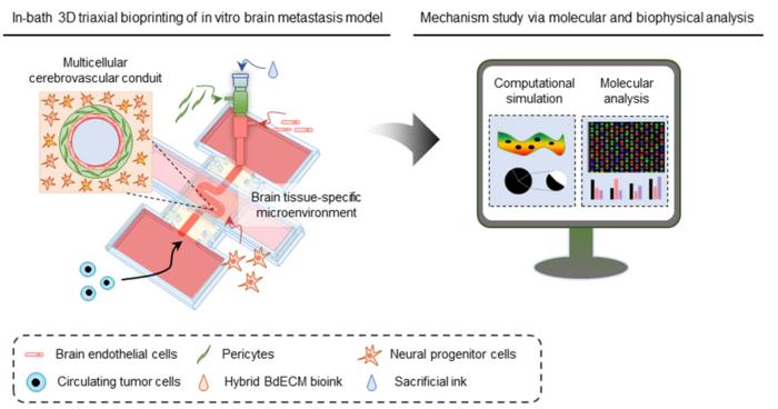 Figure1 [IMAGE] | EurekAlert! Science News Releases
