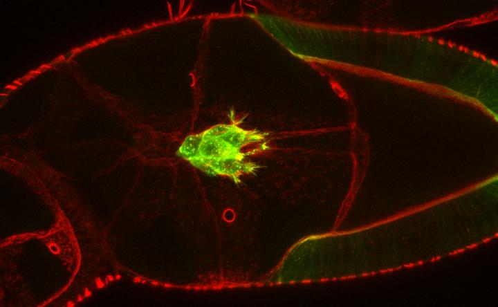 Fruit Fly Border Cells (1 of 2 [IMAGE] | EurekAlert! Science News Releases