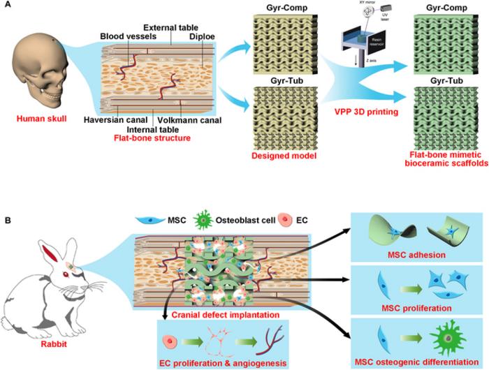 Schematic illustration of the [IMAGE] | EurekAlert! Science News Releases