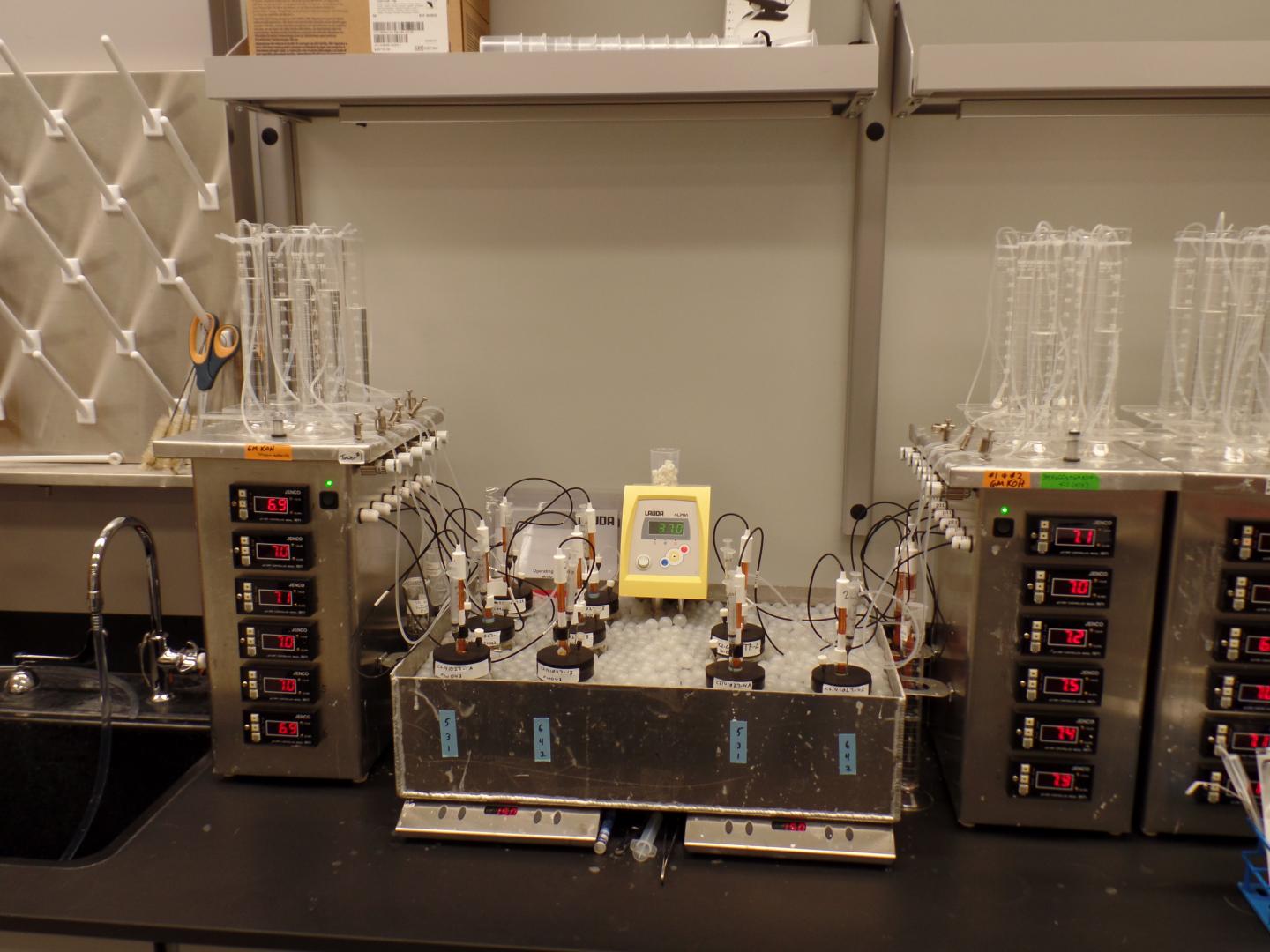 Benchtop Evolution [IMAGE] | EurekAlert! Science News Releases