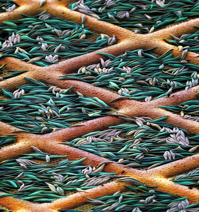 Cryo-electron tomography of di [IMAGE] | EurekAlert! Science News Releases