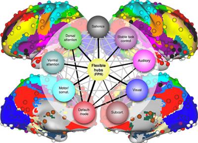 Fronto-Parietal Brain Network [IMAGE] | EurekAlert! Science News Releases