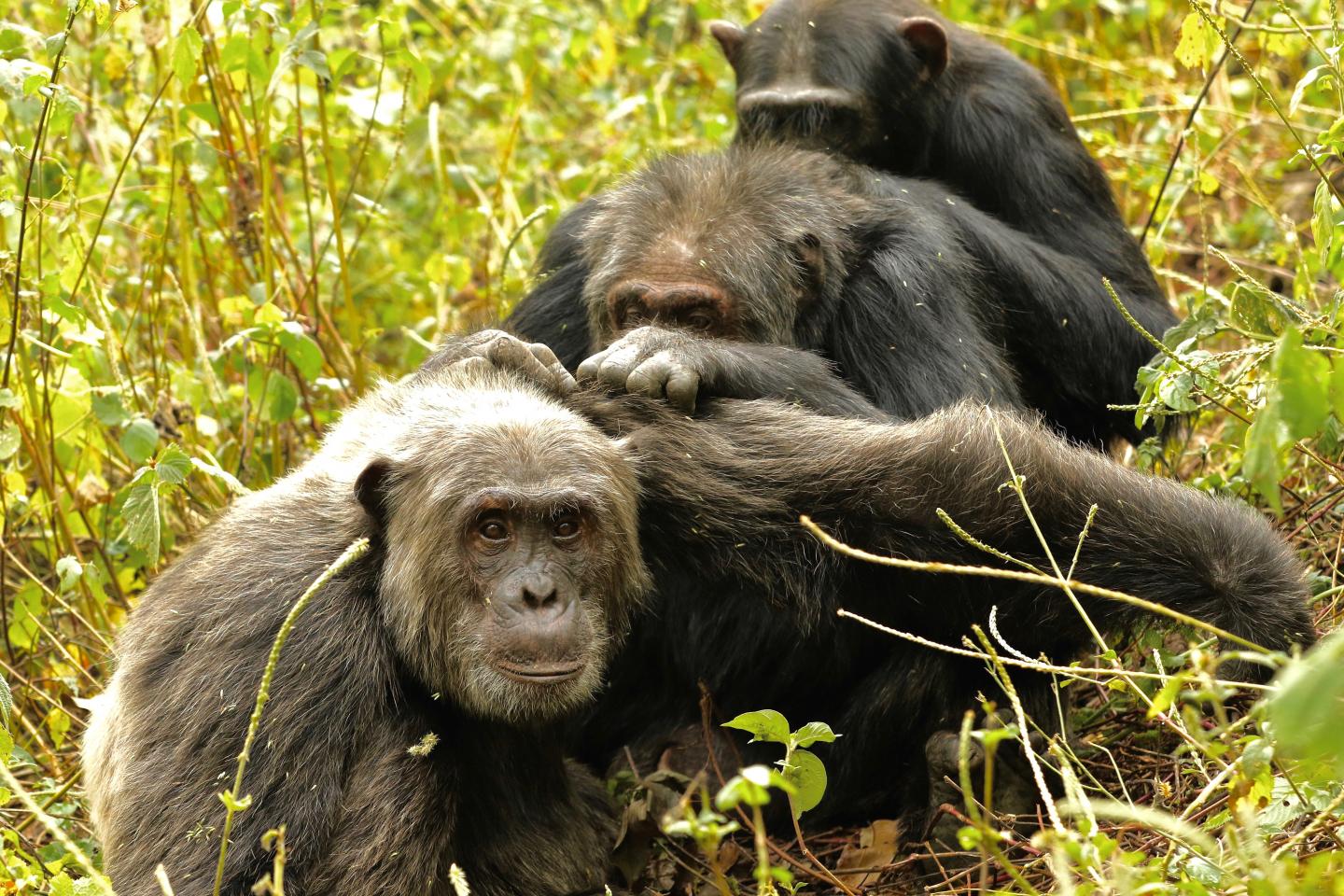 Kanyawara Chimpanzee Triad Gro [IMAGE] | EurekAlert! Science News Releases