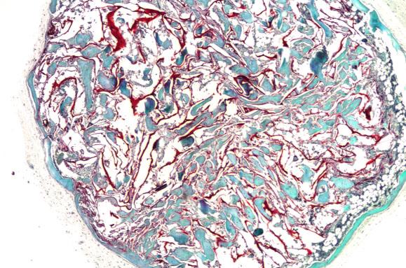 A Stained Section of the Cryog [IMAGE] | EurekAlert! Science News Releases