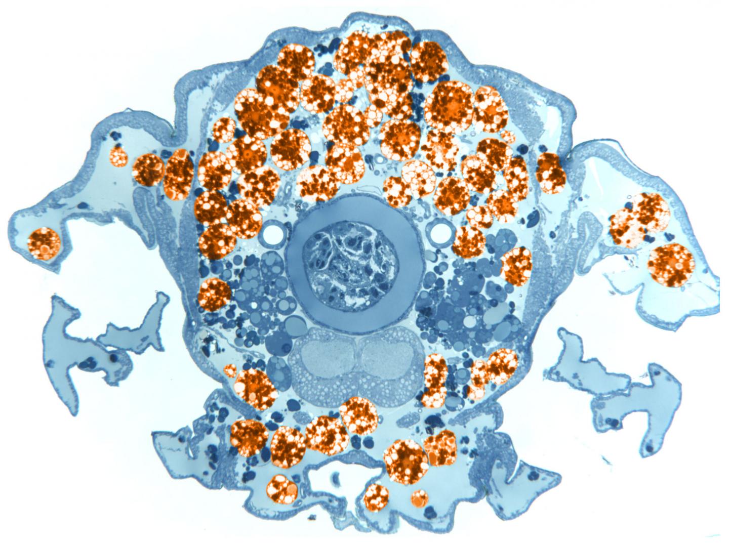 Cross Section of Fly Showing F [IMAGE] | EurekAlert! Science News Releases