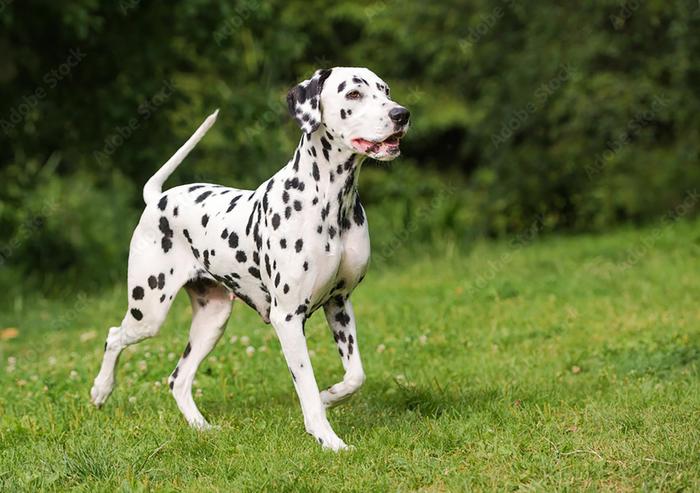Dalmation dog [IMAGE] | EurekAlert! Science News Releases