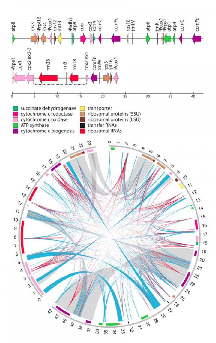 IU biologists find mistletoe species lacks ge | EurekAlert!