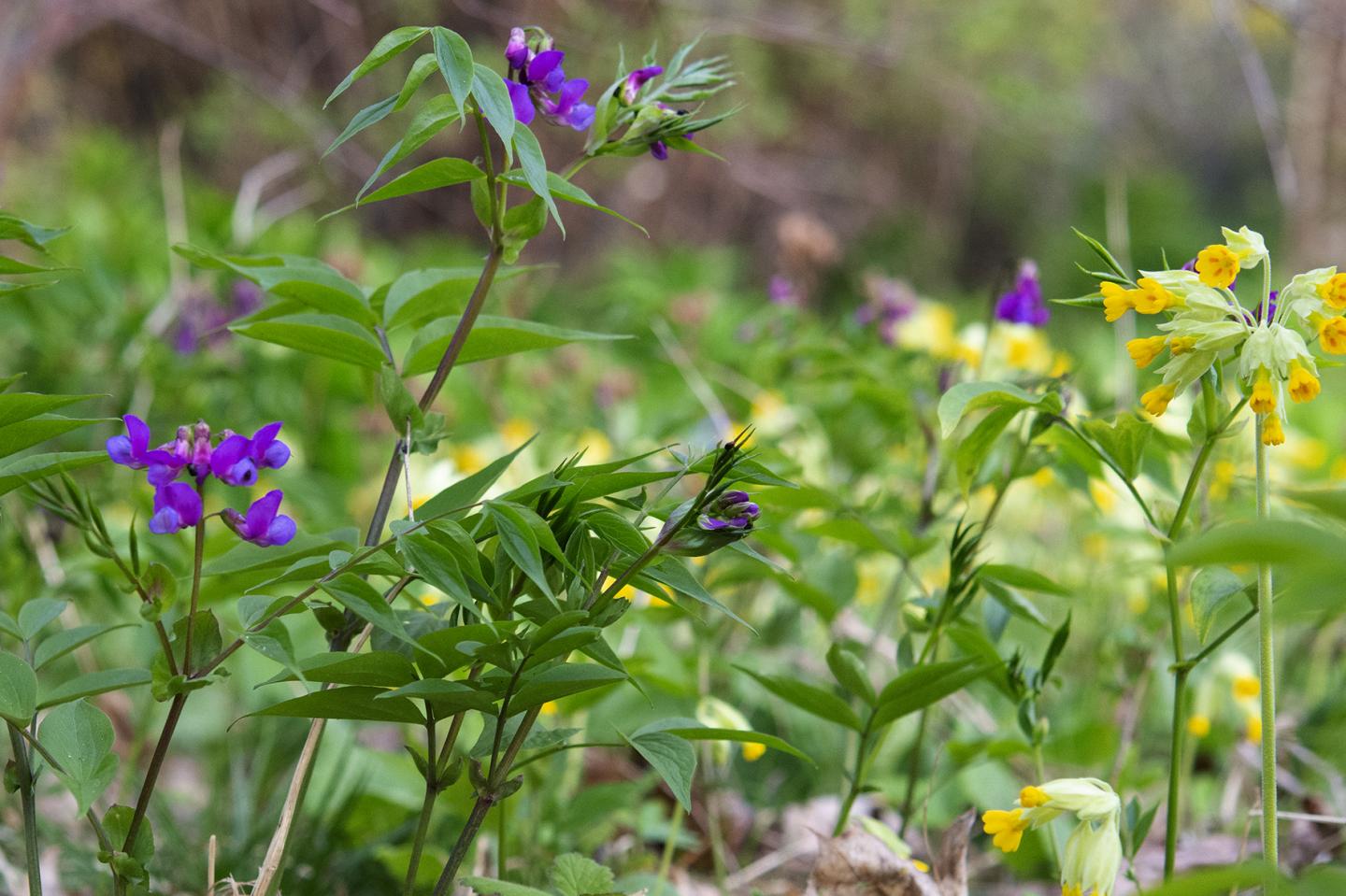 Spring vetchling ( Lathyrus [IMAGE] | EurekAlert! Science News Releases