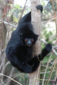 Maximizing species protection with unpreceden | EurekAlert!