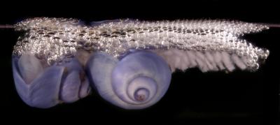 In bubble-rafting snails, the eggs came first | EurekAlert!