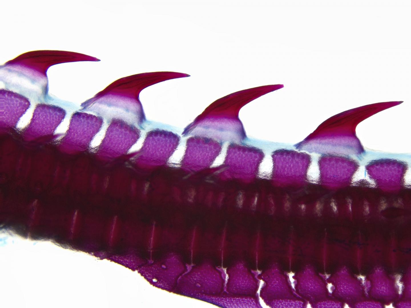 Dermal Denticles on a Skate Ta [IMAGE] | EurekAlert! Science News Releases