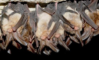 Virginia Big-Eared Bats [IMAGE] | EurekAlert! Science News Releases