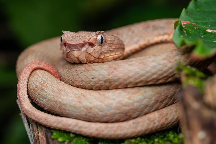 Bothriechis khwargi [IMAGE] | EurekAlert! Science News Releases