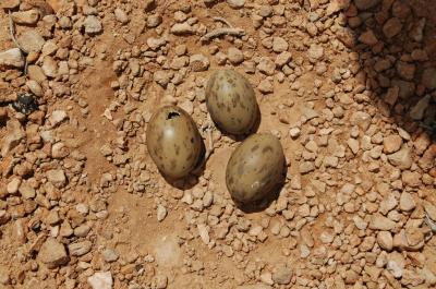 Houbara Bustard Eggs [IMAGE] | EurekAlert! Science News Releases
