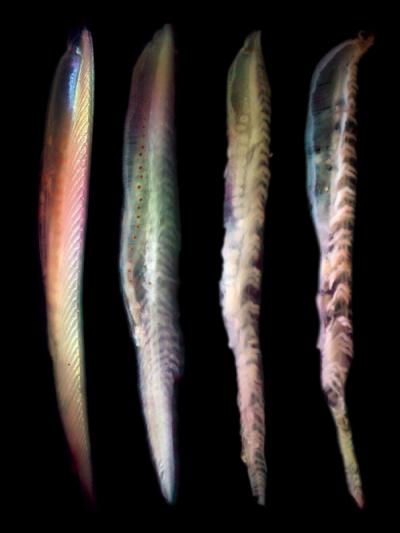 Four Rotting Fish [IMAGE] | EurekAlert! Science News Releases