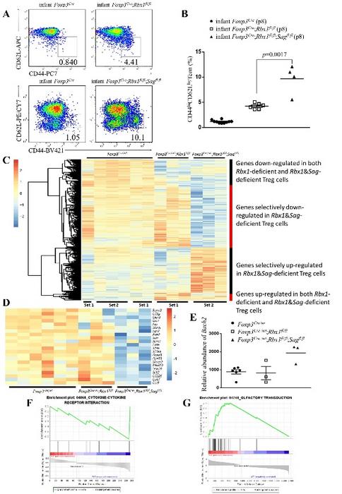 Fig. 2. Enhanced inflammation [IMAGE] | EurekAlert! Science News Releases