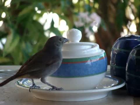 The Brain Power Behind Problem-Solving in Bir | EurekAlert!