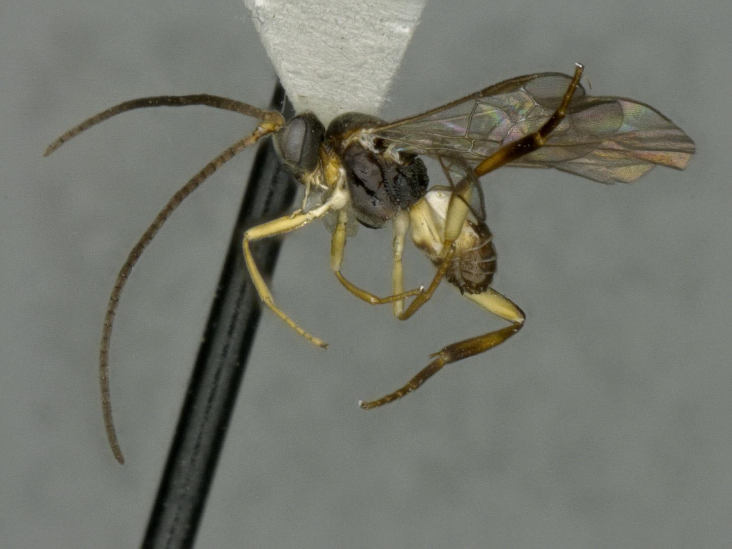 The New Species Tobleronius [IMAGE] | EurekAlert! Science News Releases