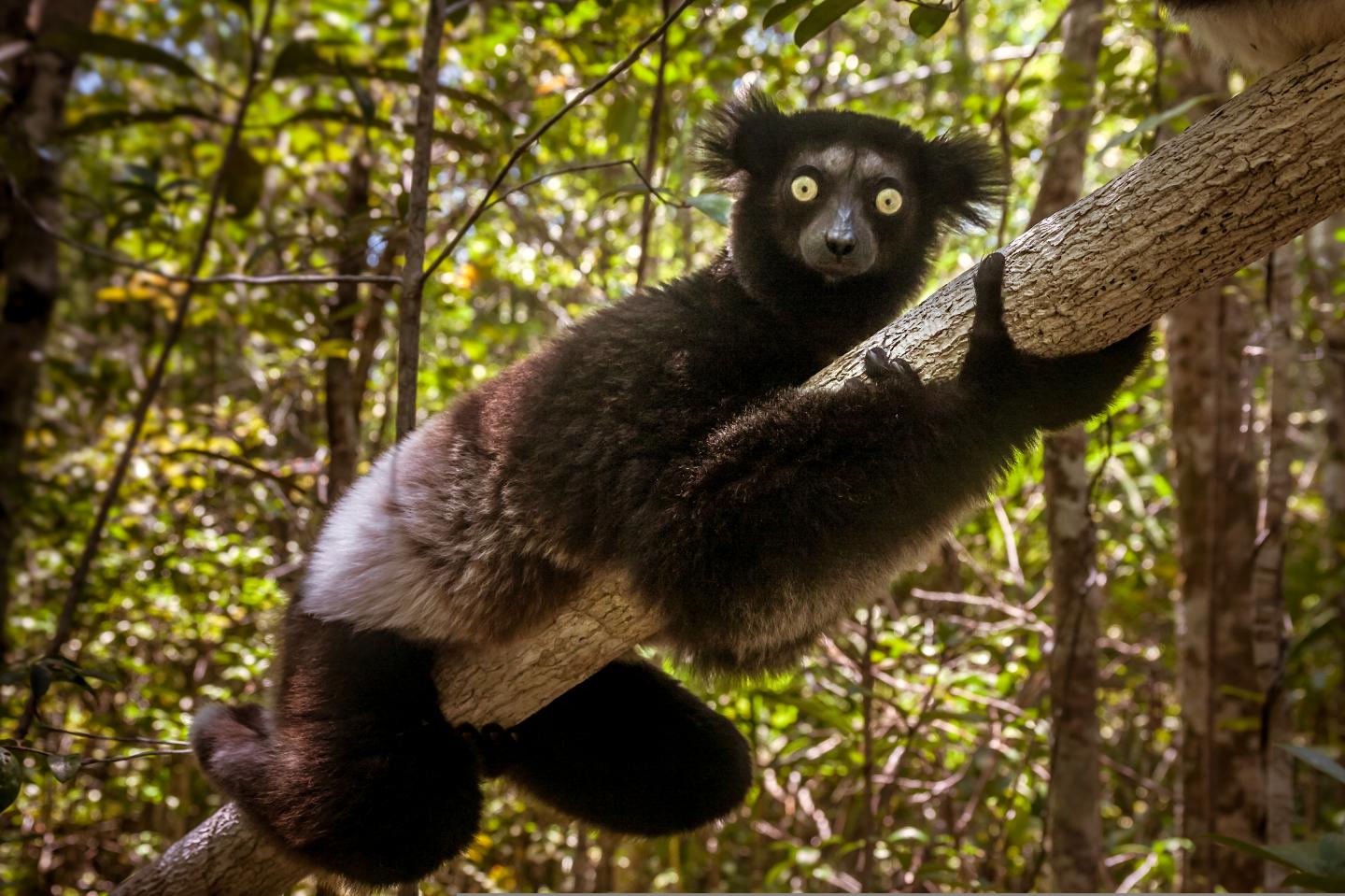 Endangered Indri [IMAGE] | EurekAlert! Science News Releases