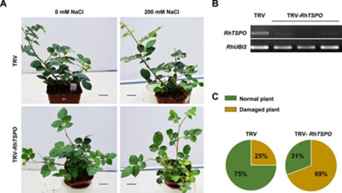 RhTSPO regulates plant toleran [IMAGE] | EurekAlert! Science News Releases