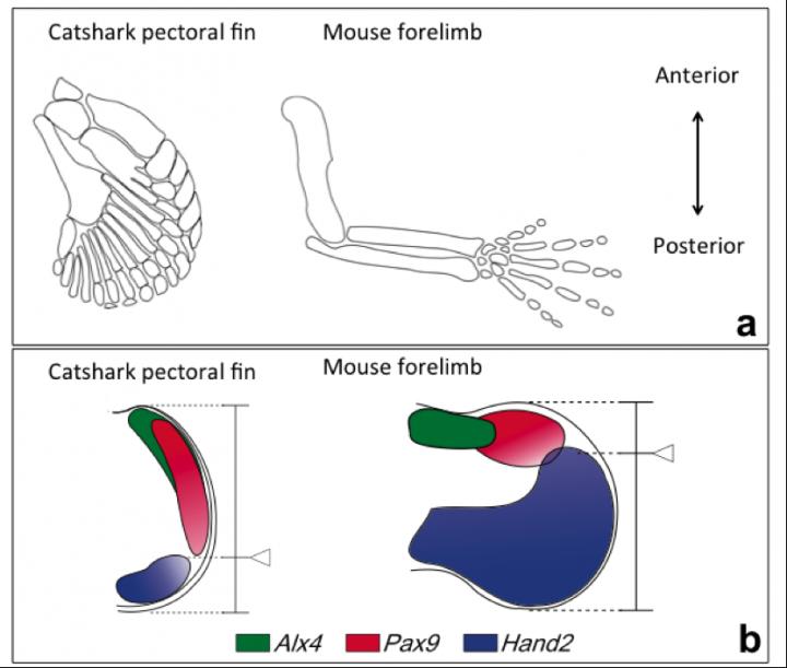 Catshark Pectoral Fin [IMAGE] | EurekAlert! Science News Releases