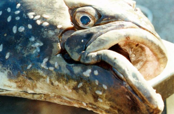 Adult Halibut [IMAGE] | EurekAlert! Science News Releases