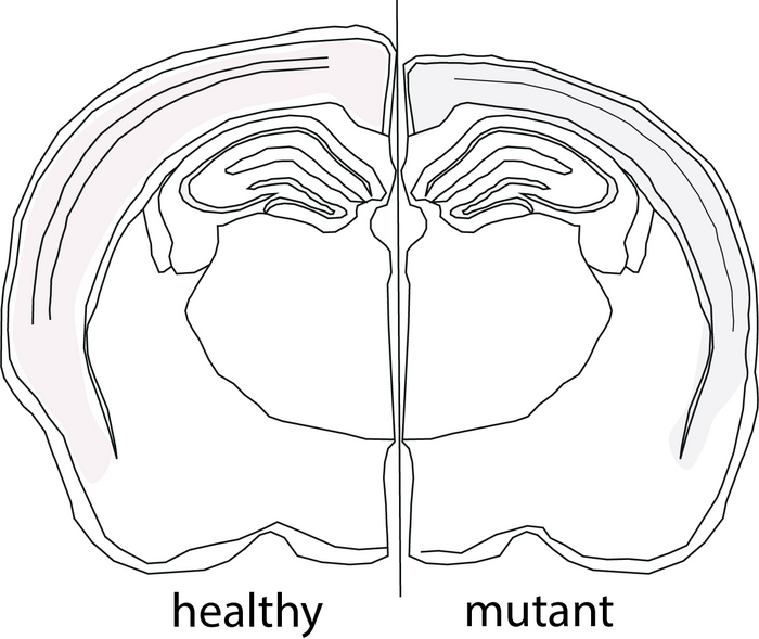Schematic of a brain histologi [IMAGE] | EurekAlert! Science News Releases