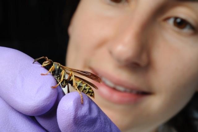 Studying Gene Function in Wasp [IMAGE] | EurekAlert! Science News Releases