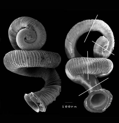 Whorly Snail [IMAGE] | EurekAlert! Science News Releases
