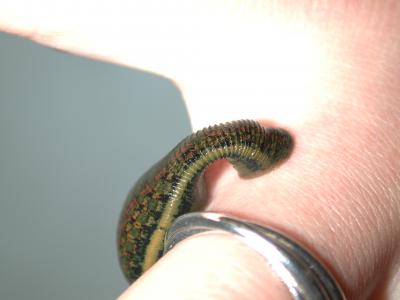 Medicinal Leeches [IMAGE] | EurekAlert! Science News Releases