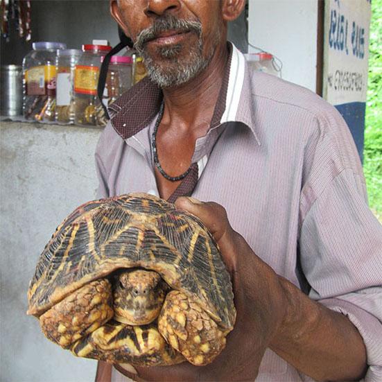 Indian Star Tortoise (2 of 2) [IMAGE] | EurekAlert! Science News Releases