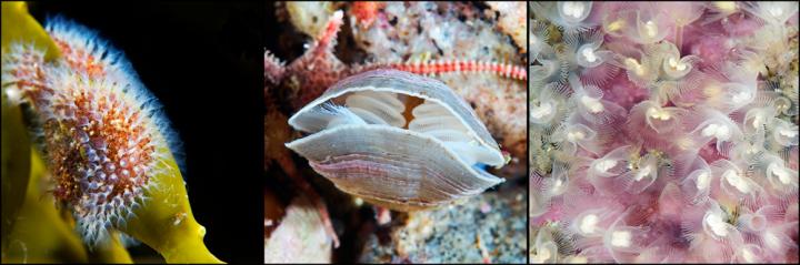 Lophophorata Group [IMAGE] | EurekAlert! Science News Releases