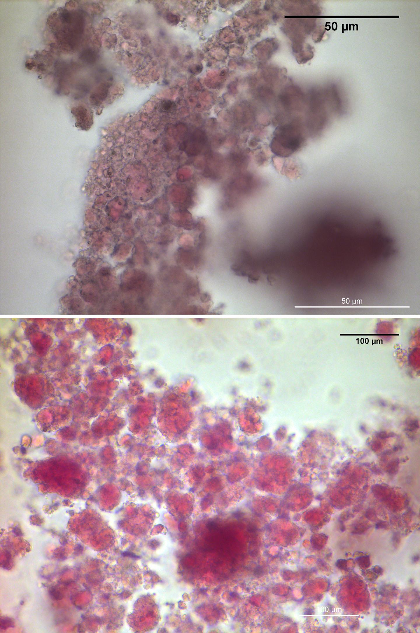 Sensor can detect spoiled milk before opening | EurekAlert!