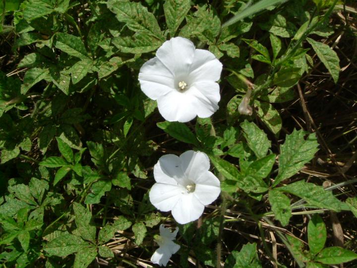 The Herb Species Merremia a [IMAGE] | EurekAlert! Science News Releases