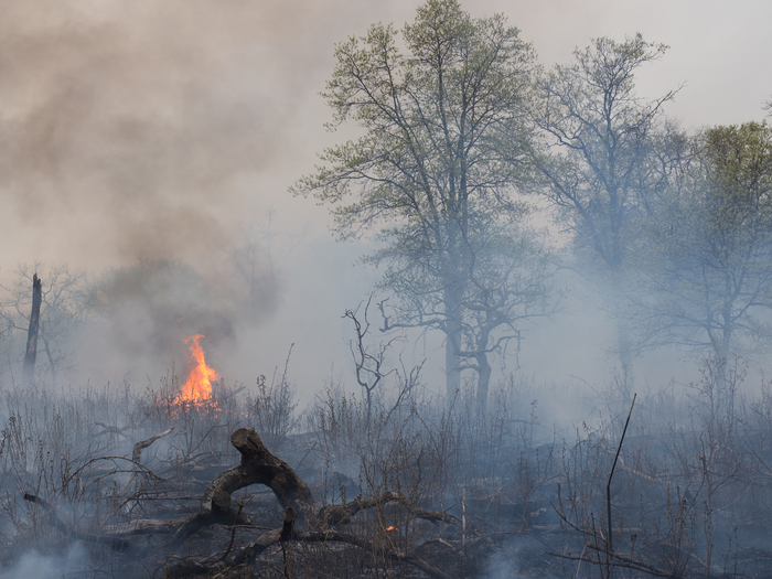 5. Prescribed burn [IMAGE] | EurekAlert! Science News Releases