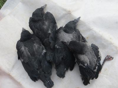 A Tale of Two Crow Genomes (6 of 15) | EurekAlert!