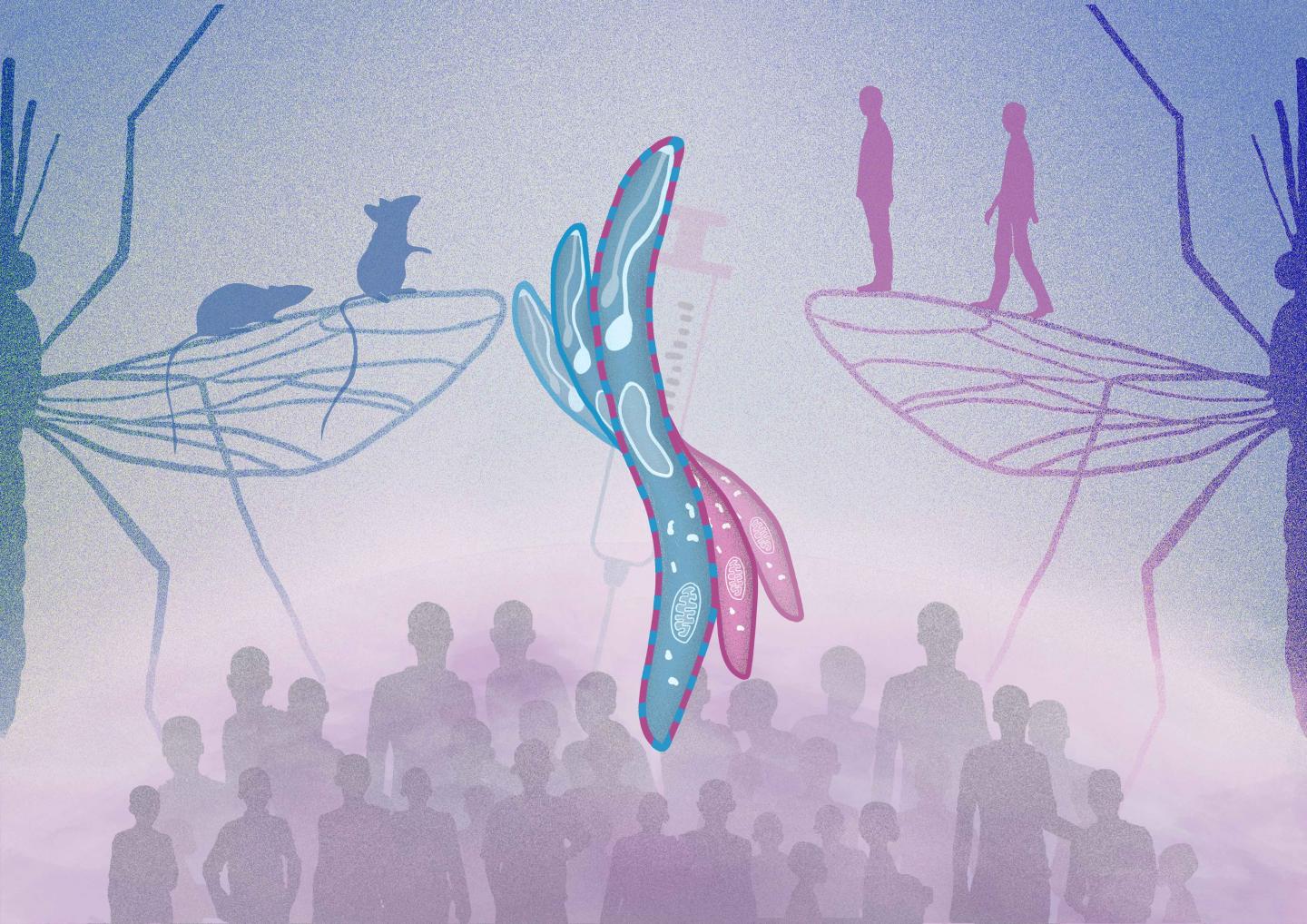 Malaria Vaccines Based on Engineered Parasite | EurekAlert!