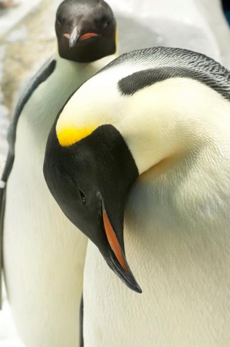 Analyzing androgynous characteristics in an e | EurekAlert!