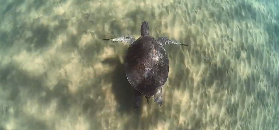 Adult green turtle [VIDEO] | EurekAlert! Science News Releases
