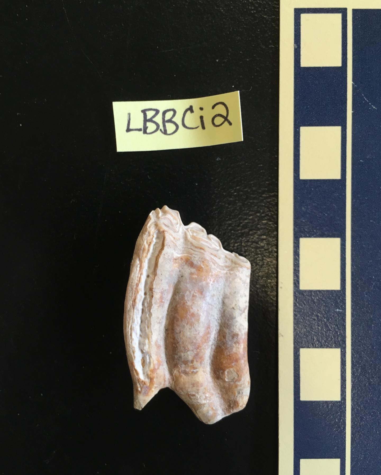 Fossil Teeth [IMAGE] | EurekAlert! Science News Releases