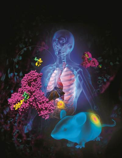 'Masked' Cancer Drug Kills Tum [IMAGE] | EurekAlert! Science News Releases