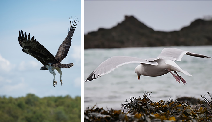 Hawk (left) and seagull (right [IMAGE] | EurekAlert! Science News Releases