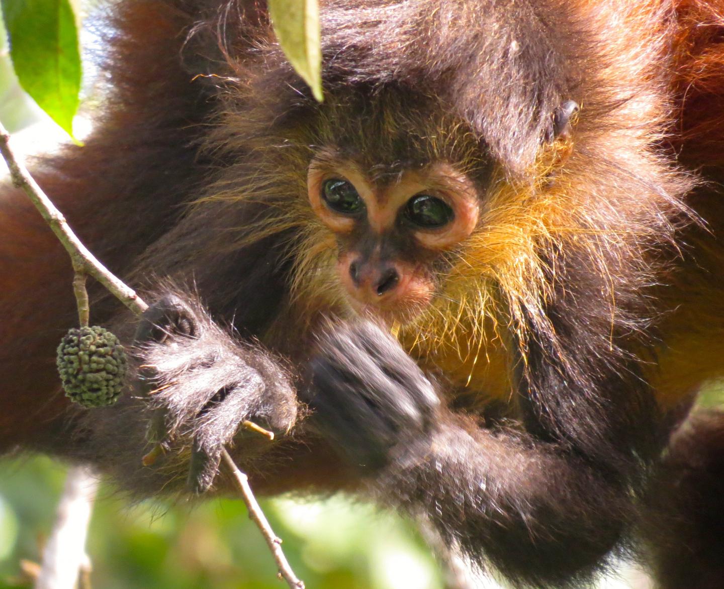 Baby Spider Monkey Snacking wh [IMAGE] | EurekAlert! Science News Releases
